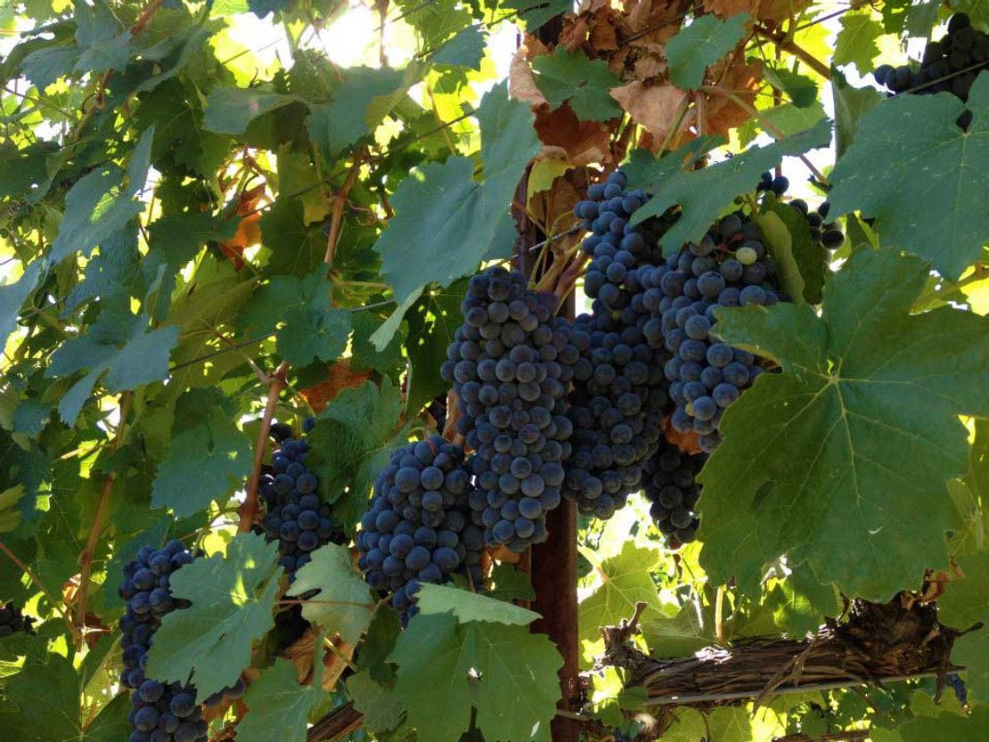 Vina Moda Winery - exquisite, hand-crafted wines in Calaveras County